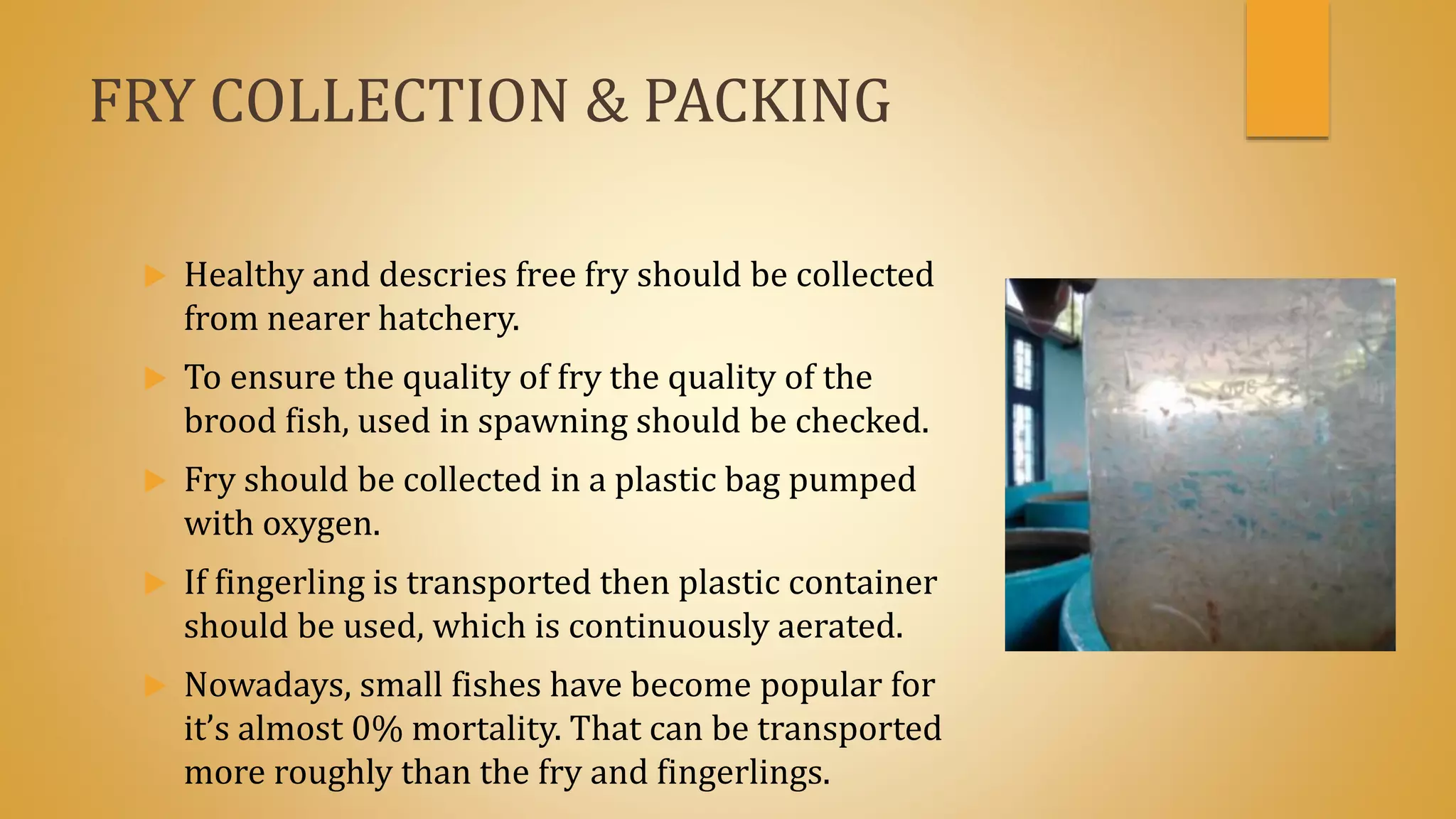 polyculture of carps | PPTX