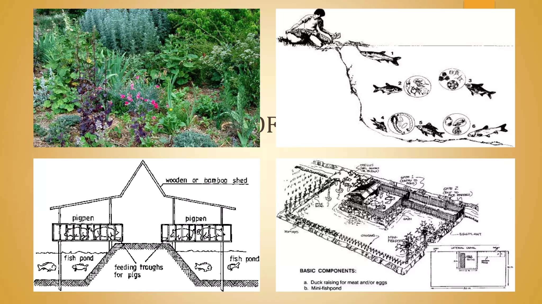 polyculture of carps | PPTX
