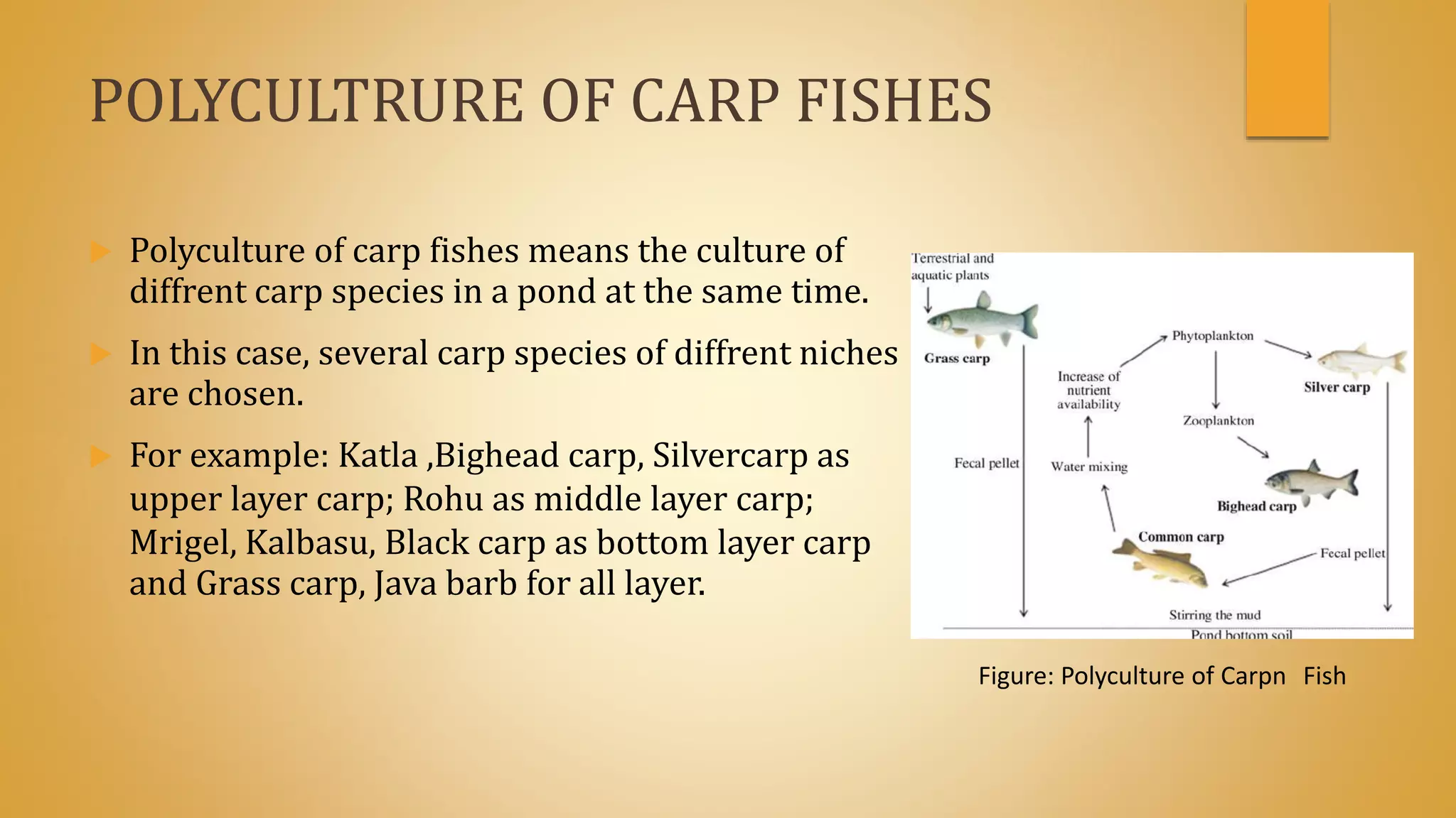 polyculture of carps | PPTX