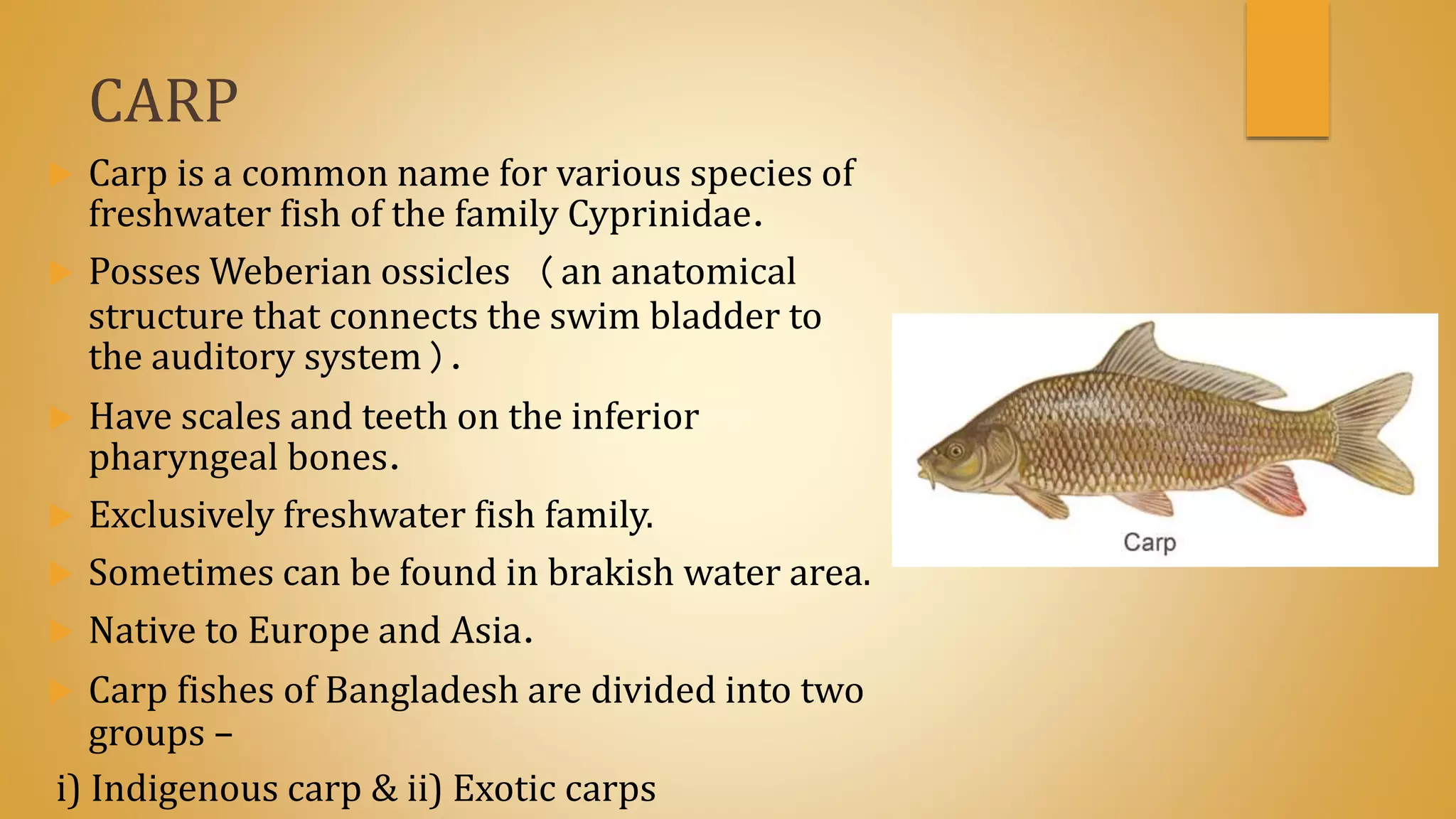 polyculture of carps | PPTX