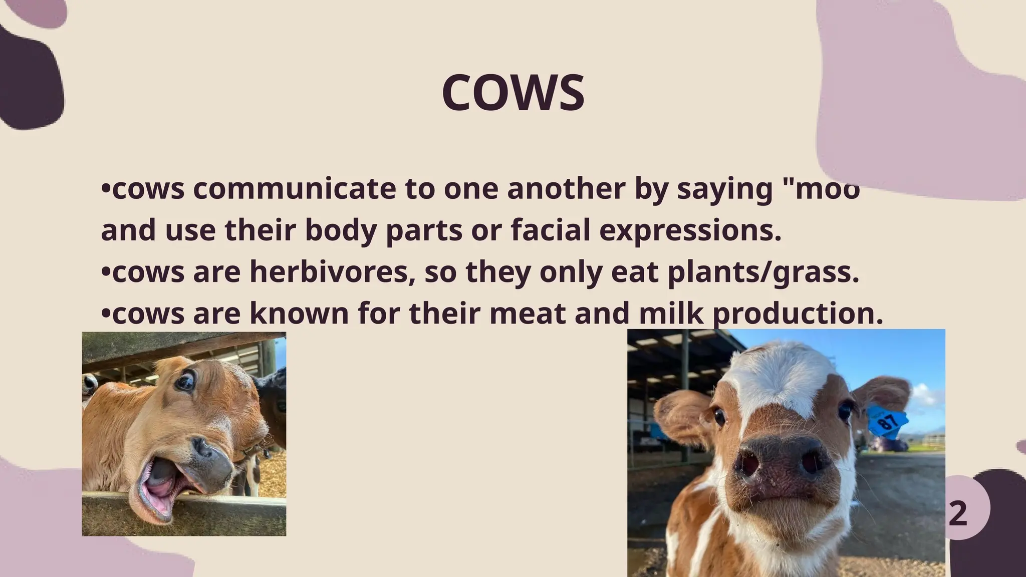 Group Presentation how to raise cow.pptx