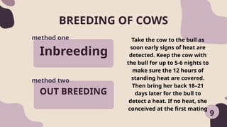 Group Presentation how to raise cow.pptx