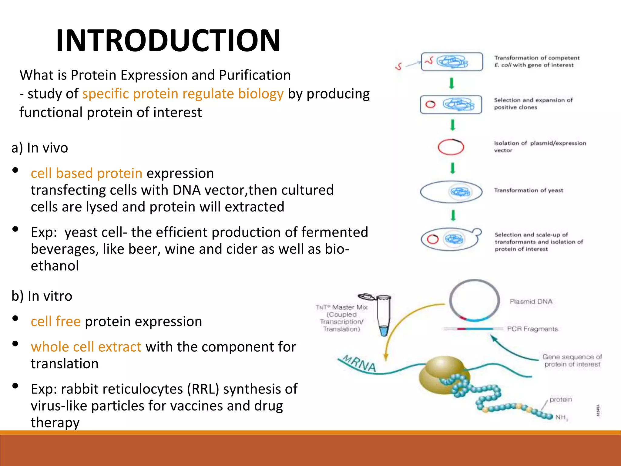 Technology used for High Level Expression and Purification of ...