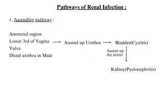 Urinary Tract Infections(Pathways of Infection) | PDF