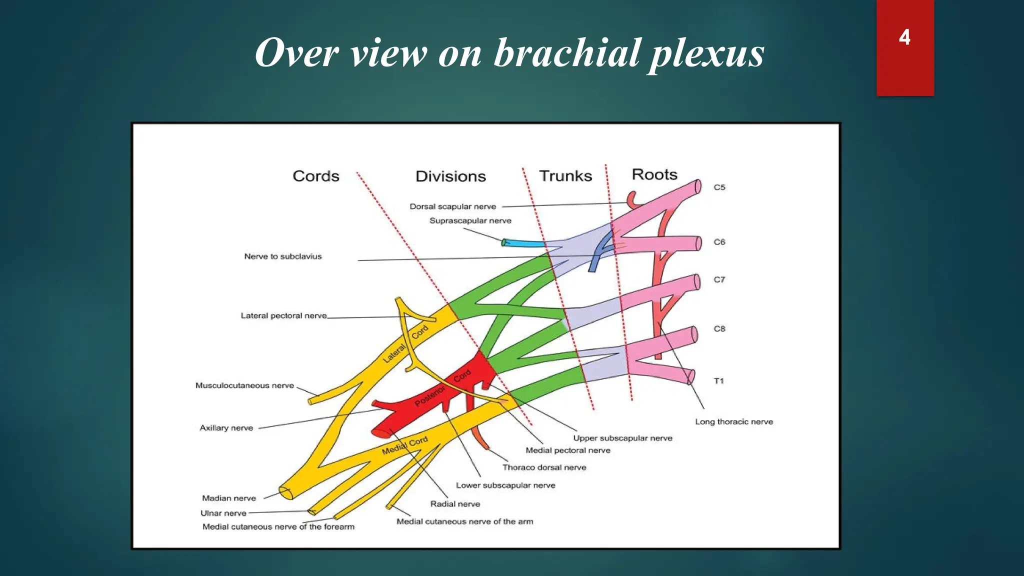 Presentation on Dorsal Scapular Nerve. power point docx.pptx