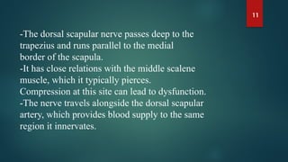 Presentation on Dorsal Scapular Nerve. power point docx.pptx