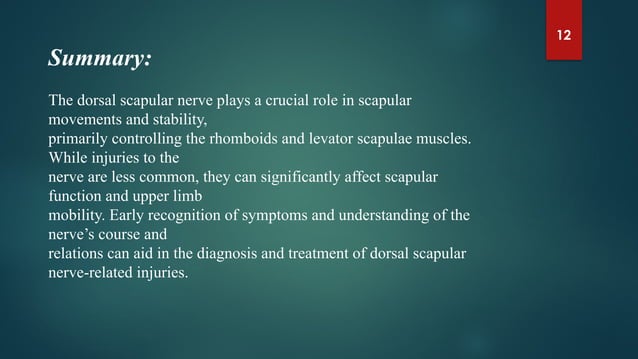 Presentation on Dorsal Scapular Nerve. power point docx.pptx
