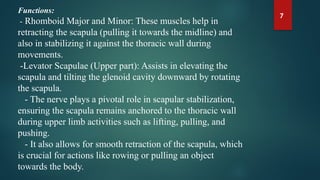 Presentation on Dorsal Scapular Nerve. power point docx.pptx