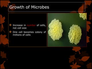 Groups of microorganisms | PPT | Biological Sciences | Science