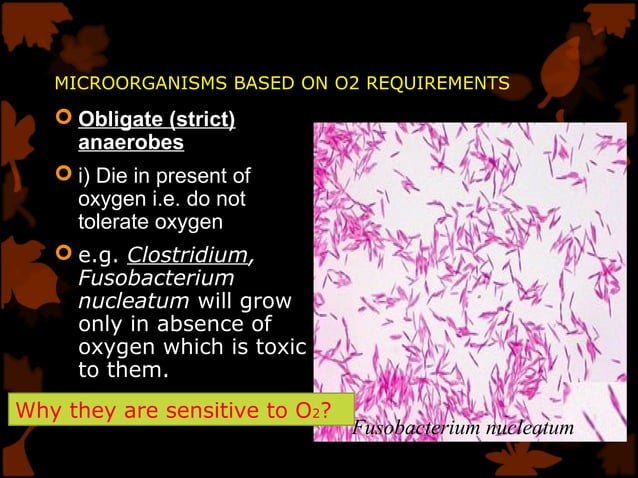 Groups of microorganisms | PPT | Biological Sciences | Science