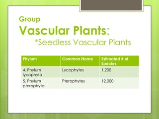 Groups, phyla, classes | PPT