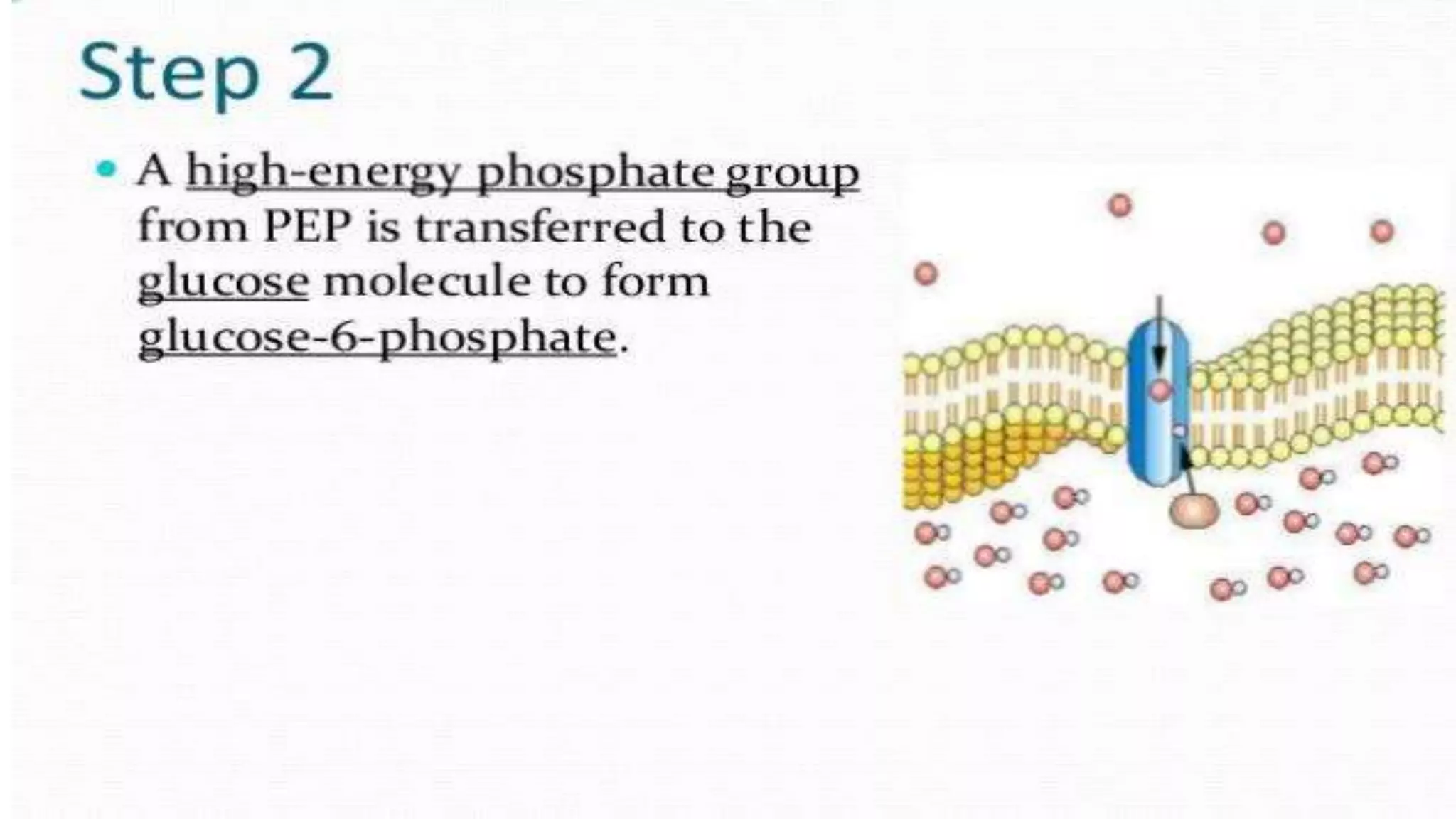 Group translocation | PPTX