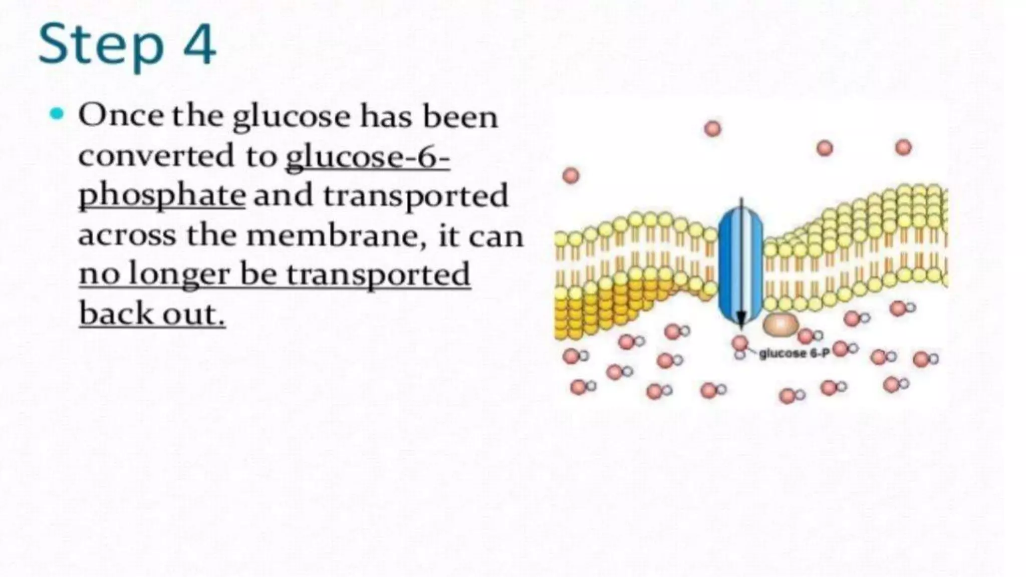 Group translocation | PPTX