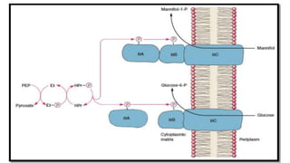Group translocation | PPTX