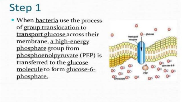 Group translocation | PPTX | Chemistry | Science