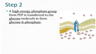 Group translocation | PPTX