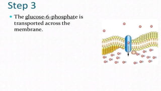 Group translocation | PPTX
