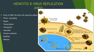 Presentation on hepatitis b virus infection | PPTX