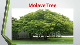 Molave Tree