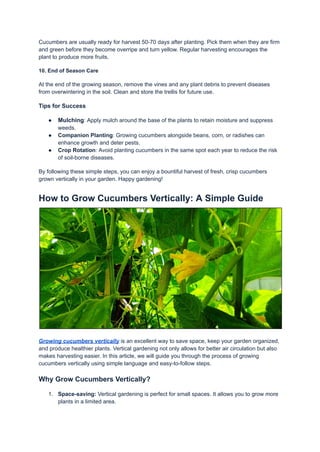 Grow Cucumber Vertically: A Simple Guide | PDF
