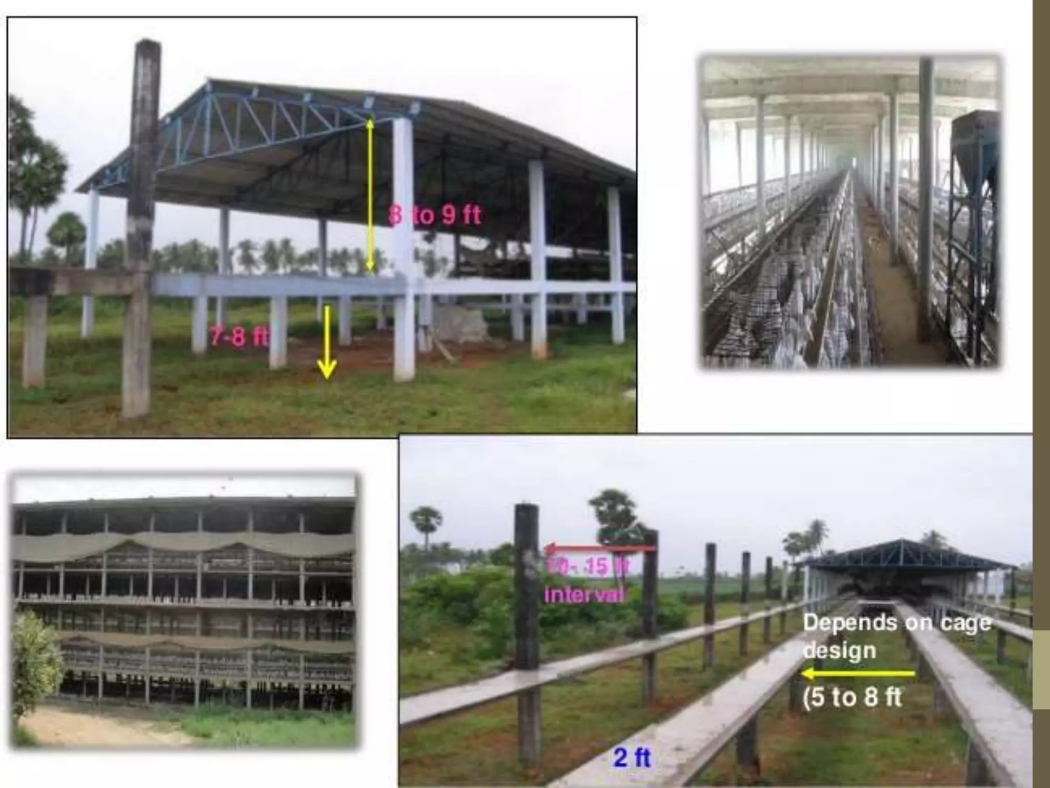 Grower and layer management | PPTX