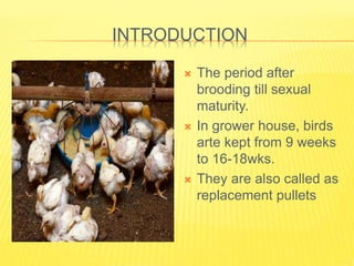 Grower management in Poultry | PPT