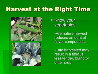 Growing Vegetables in New Mexico - New Mexico State Unviersity | PDF