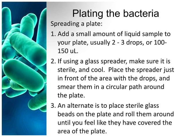 Growing Bacteria | PPT