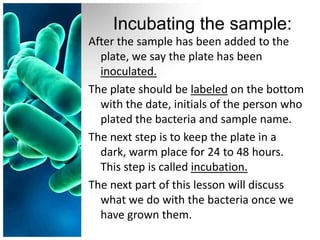 Growing Bacteria | PPTX