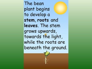 Growing beans | PPT