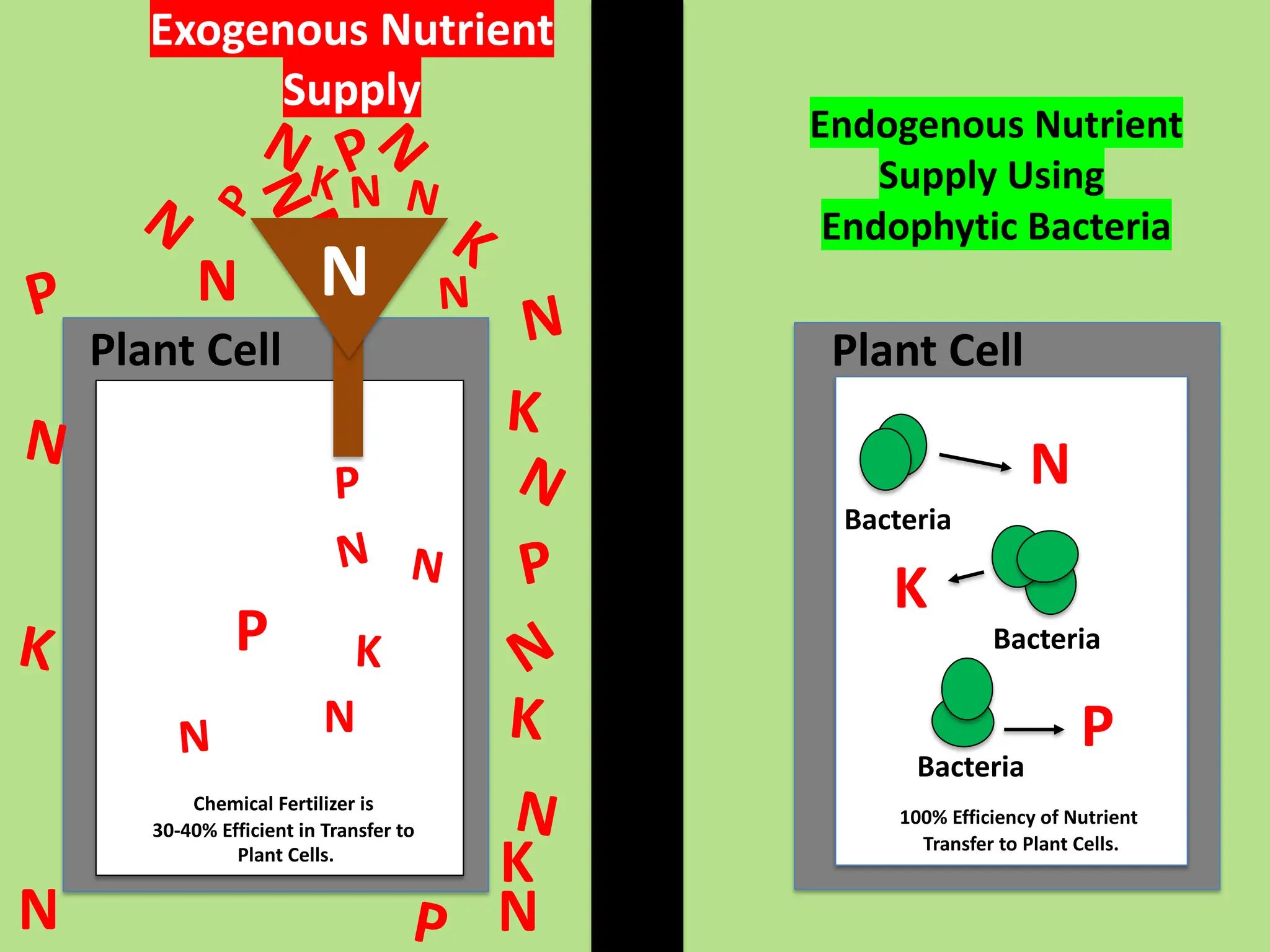 Growing Crops with Microbiology- Endophytes and Rhizophagy Cycle.pdf