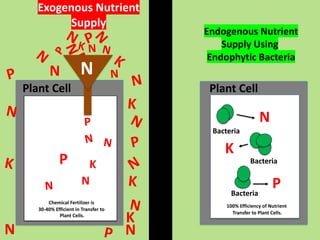 Growing Crops with Microbiology- Endophytes and Rhizophagy Cycle.pdf