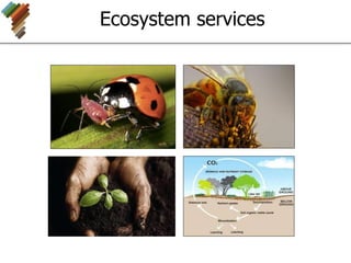 Growing ecosystem services | PDF