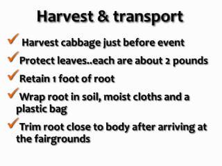 Growing Cabbage Instructions | PPT