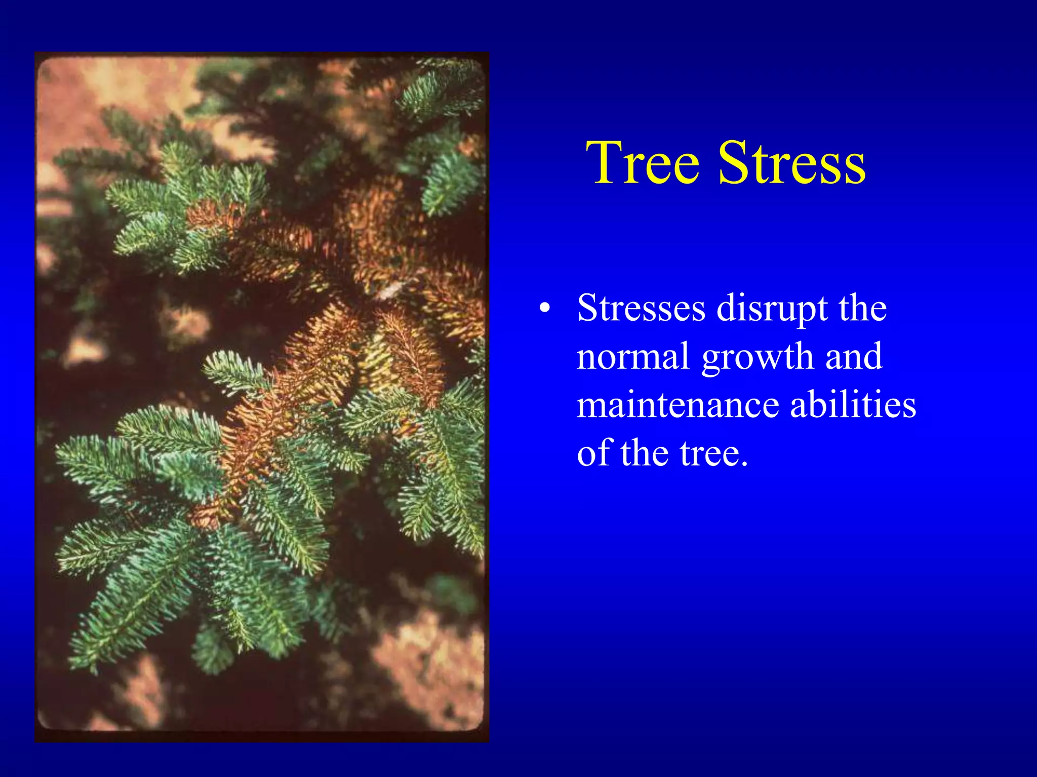Growing healthy conifers introduction 2011 | PPT