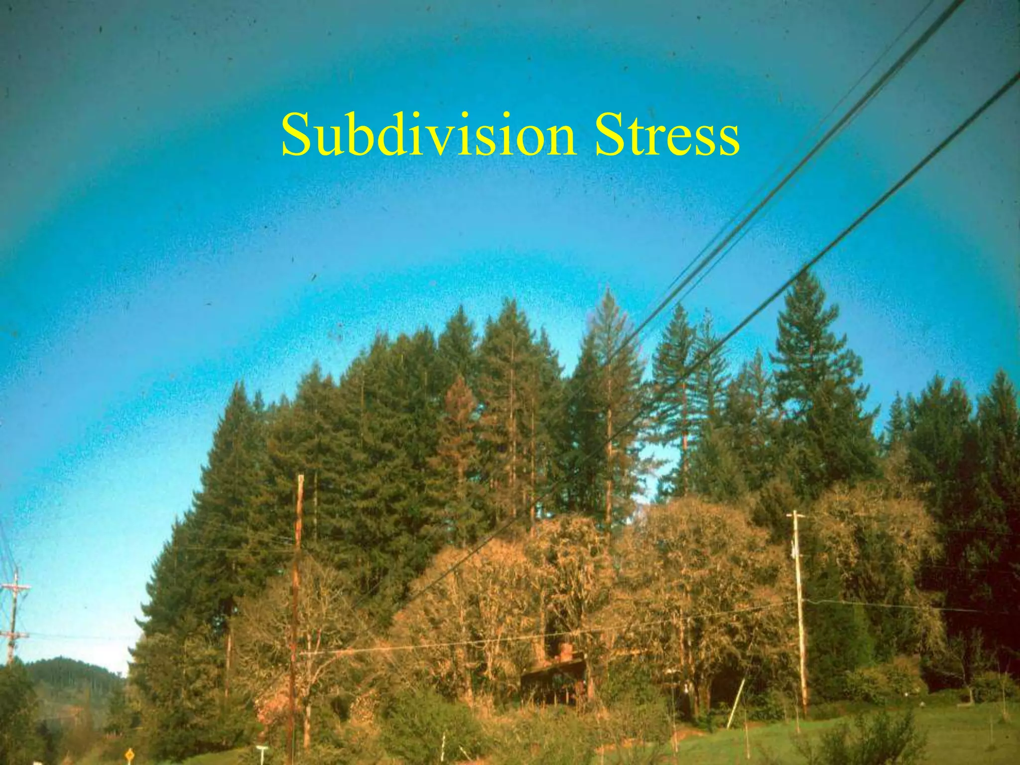 Growing healthy conifers introduction 2011 | PPT