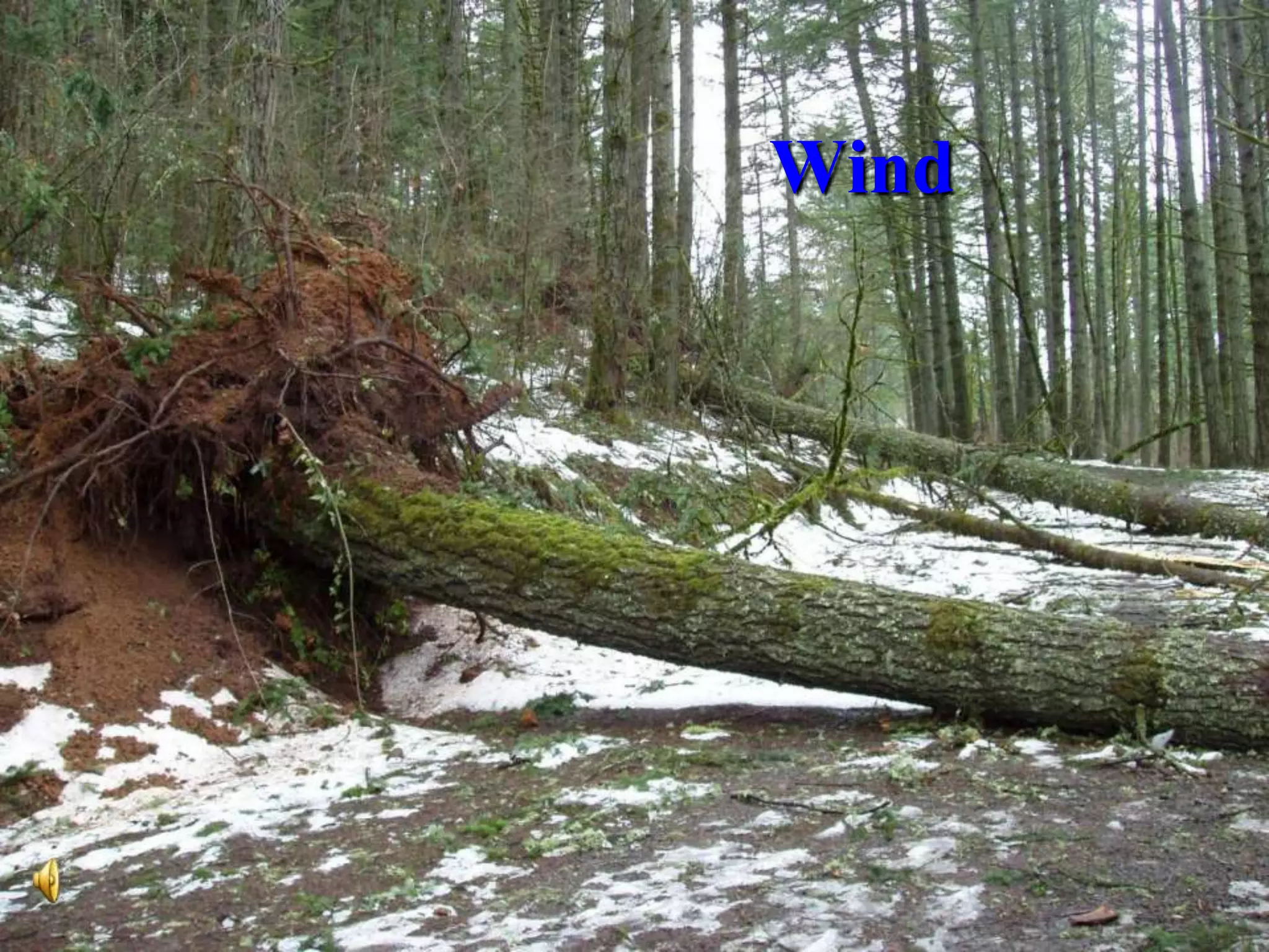 Growing healthy conifers introduction 2011 | PPT