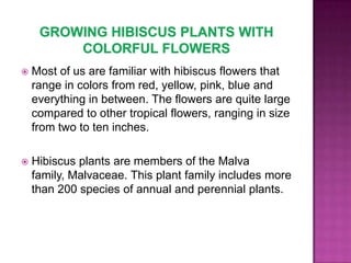 Growing Hibiscus Plants With Colorful Flowers | PPTX