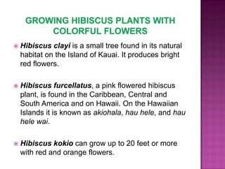 Growing Hibiscus Plants With Colorful Flowers | PPT