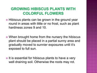 Growing Hibiscus Plants With Colorful Flowers | PPTX