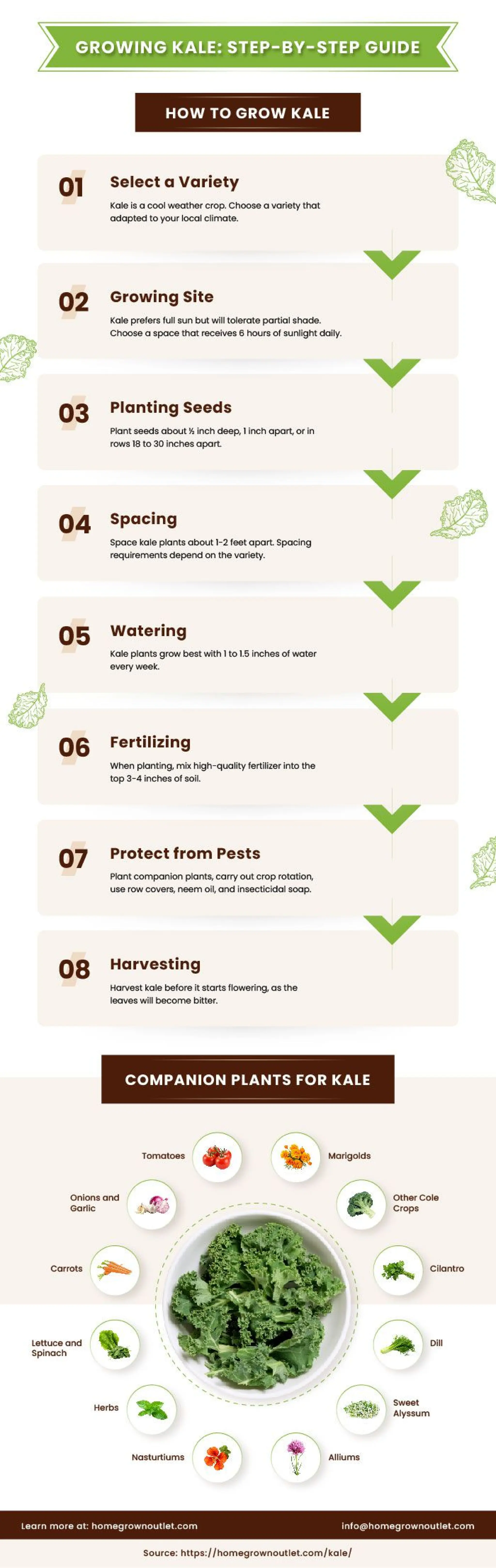 How to Grow Kale? | PDF