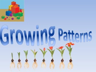 Growing Patterns | PPT
