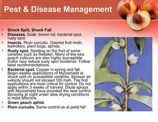 Growing Peaches In Climate Zone 5 | PPT | Agriculture | Industries