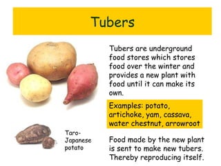 Tubers Plants Examples