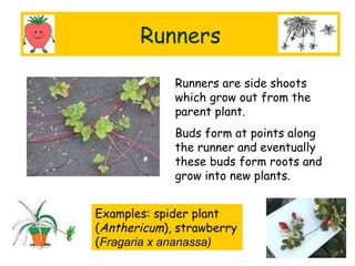 Runners Plants Examples