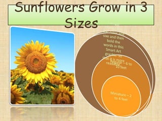 Growing sunflowers | PPTX