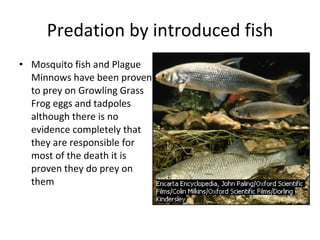 Growling grass frog | PPT