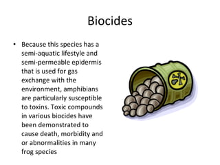 Growling grass frog | PPT