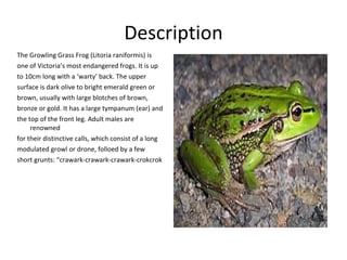 Growling grass frog | PPT