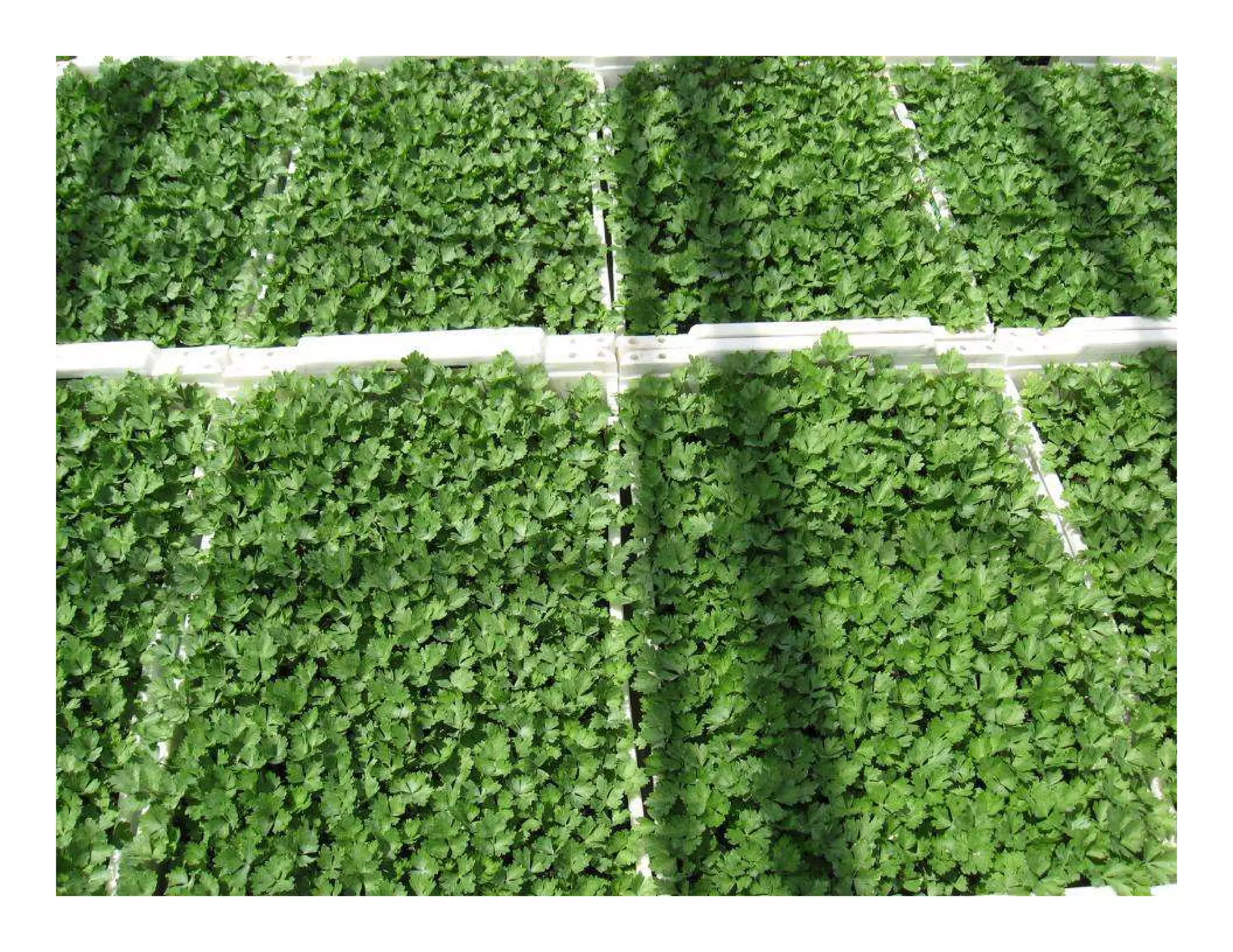 Grow rasad znacaj_kvalitetnog_rasada | PDF